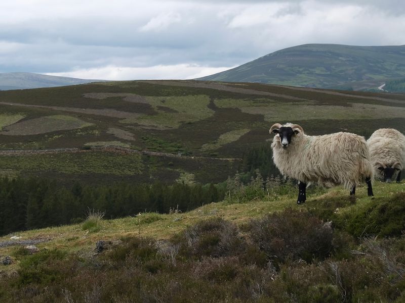 Scottish Highlands sheep | Smithsonian Photo Contest | Smithsonian Magazine