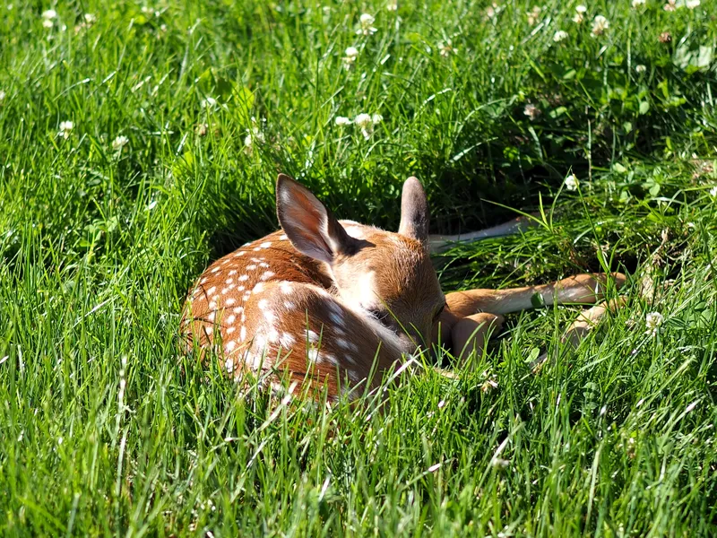 Sleeping Fawn | Smithsonian Photo Contest | Smithsonian Magazine