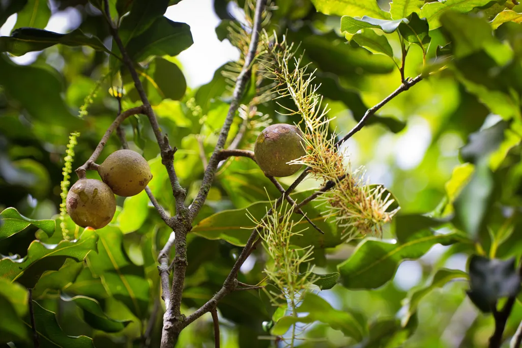may tree fruit