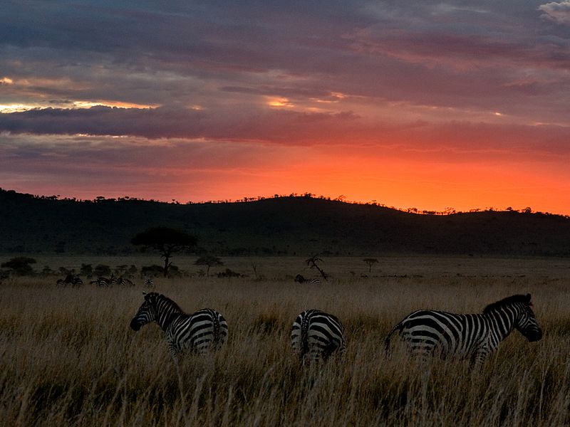 Sunset in the savannah of Serengeti | Smithsonian Photo Contest ...