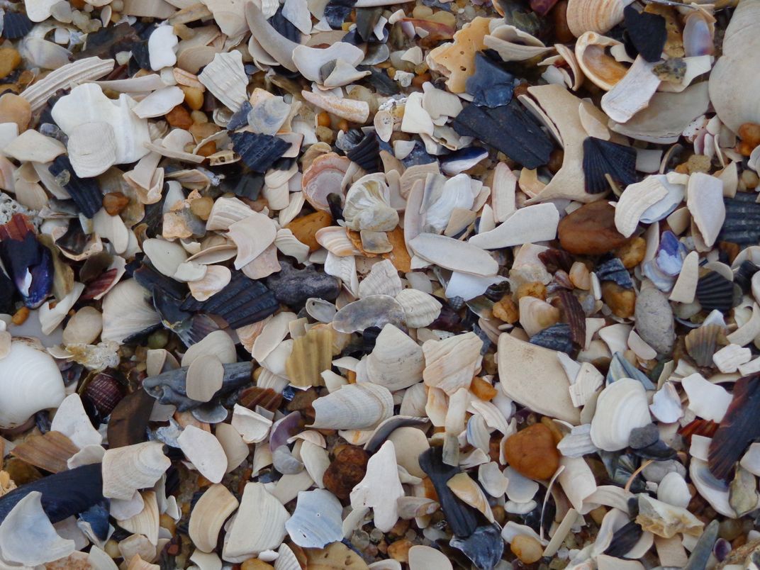 Shell Close-Up | Smithsonian Photo Contest | Smithsonian Magazine