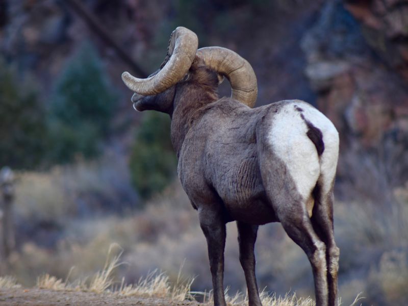A Ram in the Mountains of CO | Smithsonian Photo Contest | Smithsonian ...