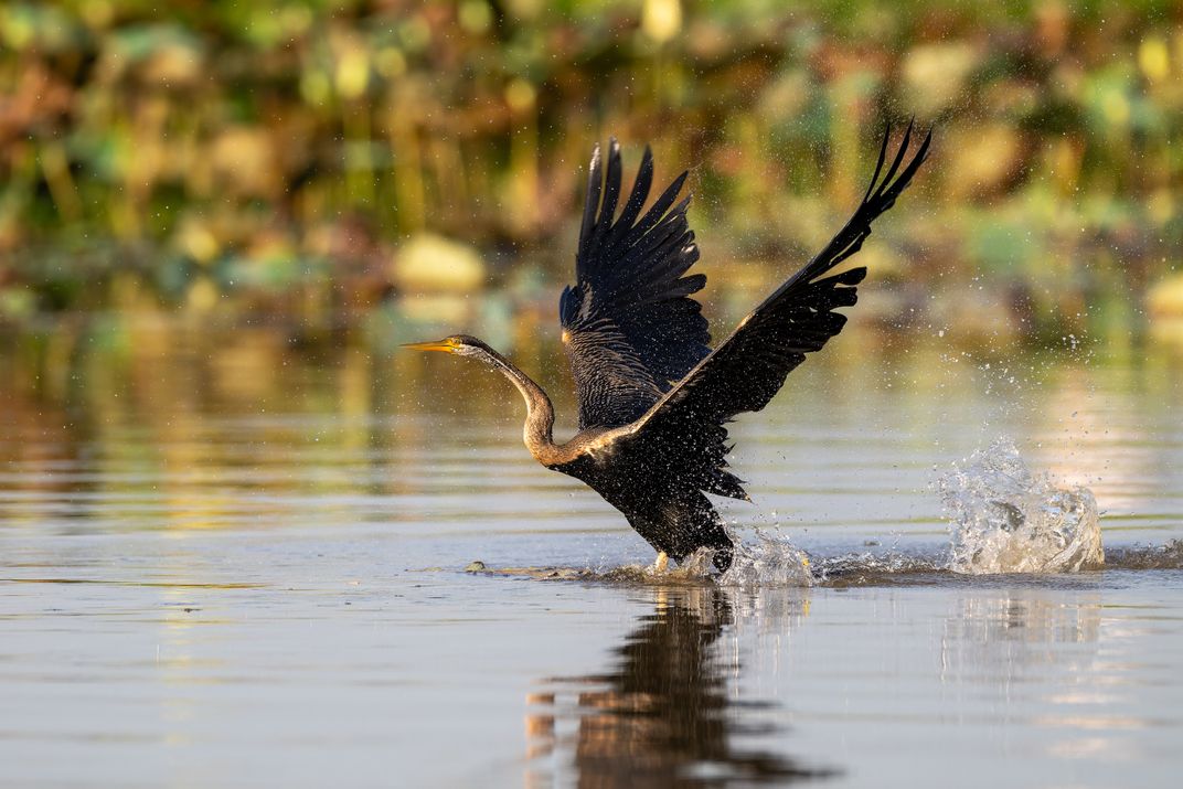 Explosive Lift-Off | Smithsonian Photo Contest | Smithsonian Magazine