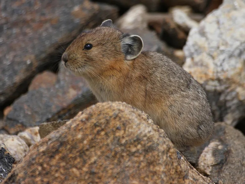 Pika on rocks in Rocky Mountain National Park | Smithsonian Photo ...