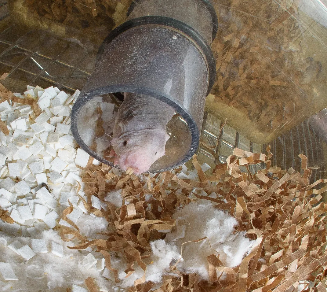 Naked Mole-Rats Prefer Low-Oxygen Air That Would Kill Most Mammals ...