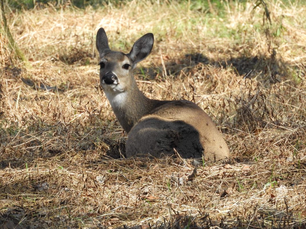 Doe Resting | Smithsonian Photo Contest | Smithsonian Magazine