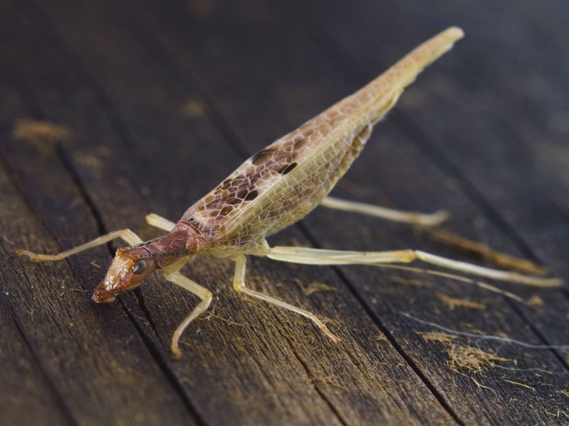 Tree Cricket | Smithsonian Photo Contest | Smithsonian Magazine