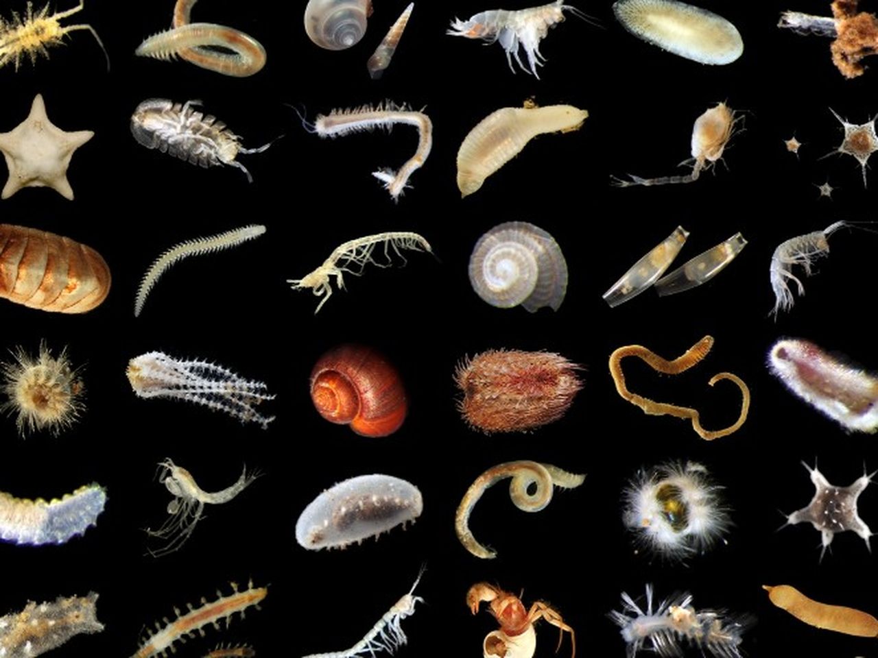small sea animals