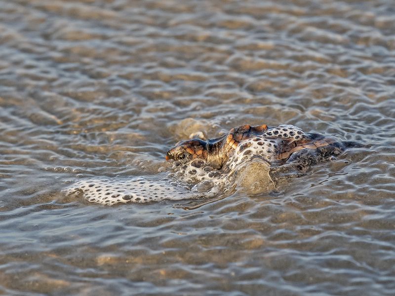 Loggerhead hatchling | Smithsonian Photo Contest | Smithsonian Magazine