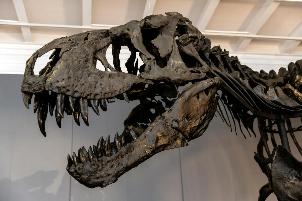 how much does bone weigh