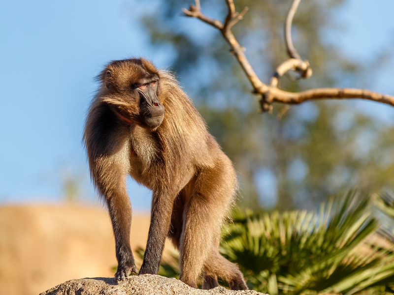 Monkey on the move. | Smithsonian Photo Contest | Smithsonian Magazine