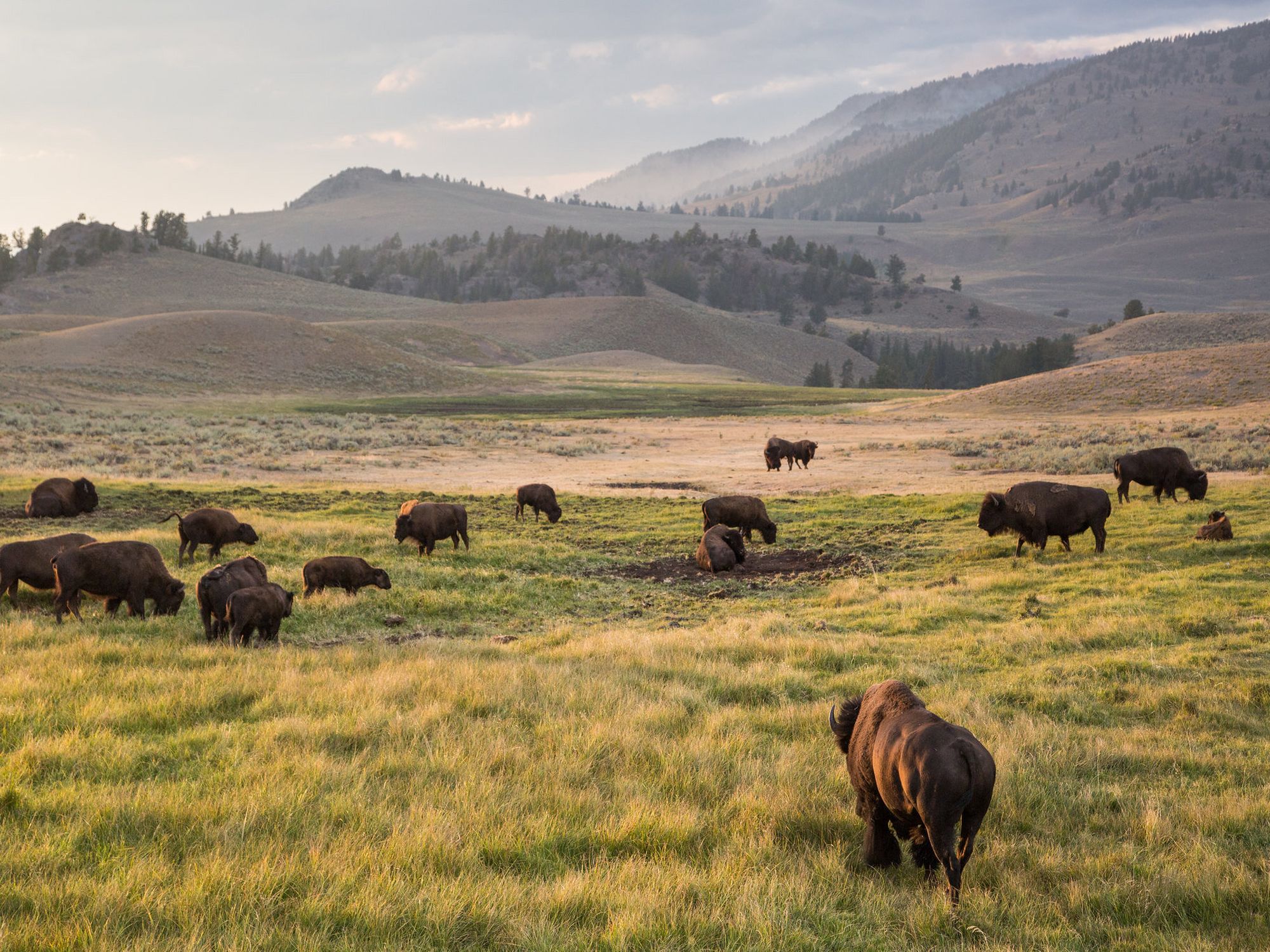 Yellowstone Bison Engineer an Endless Spring to Suit Their Grazing Needs