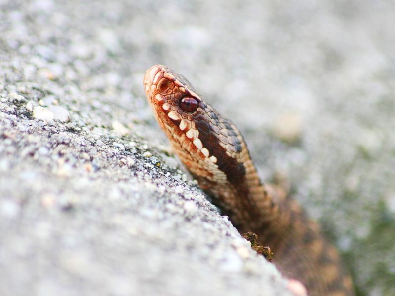 poisonous viper - snake | Smithsonian Photo Contest | Smithsonian Magazine