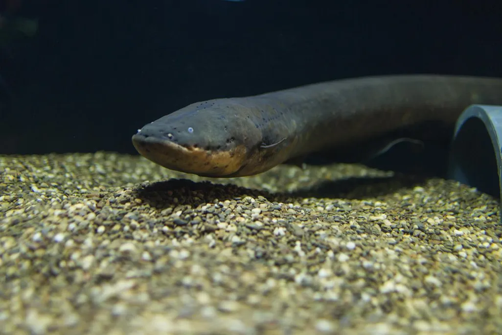 electric eel shocking fish