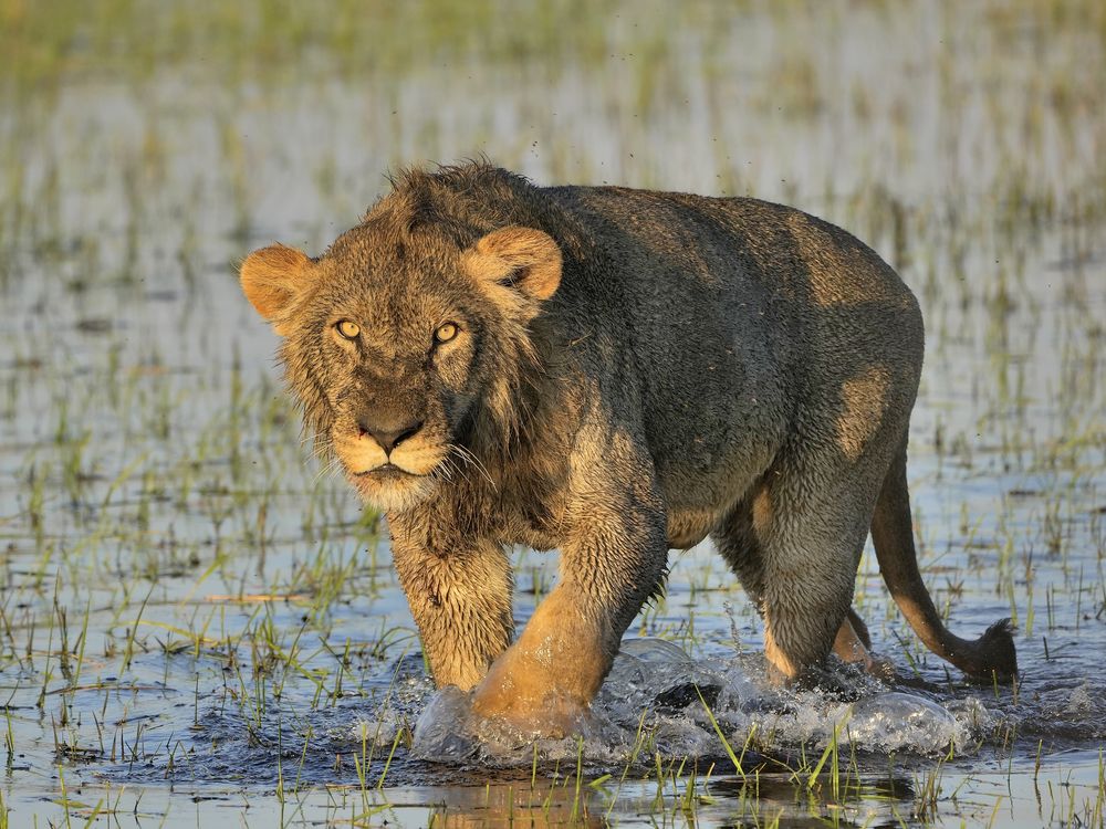 Wet lion | Smithsonian Photo Contest | Smithsonian Magazine
