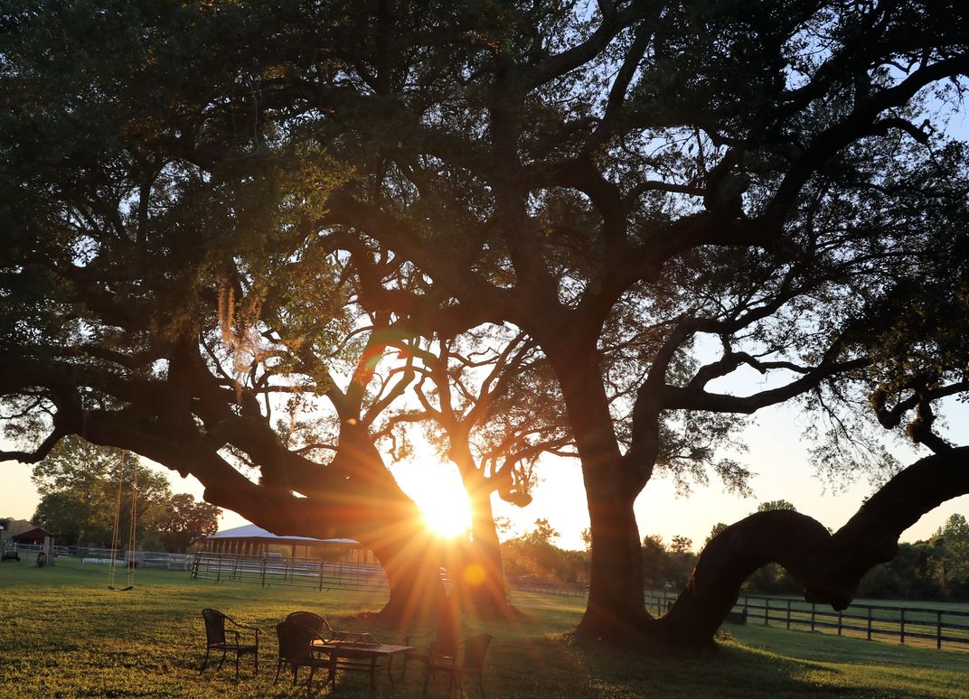 Sunset at Three Oaks | Smithsonian Photo Contest | Smithsonian Magazine