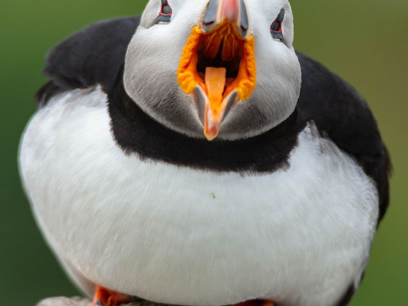Angry Puffin | Smithsonian Photo Contest | Smithsonian Magazine