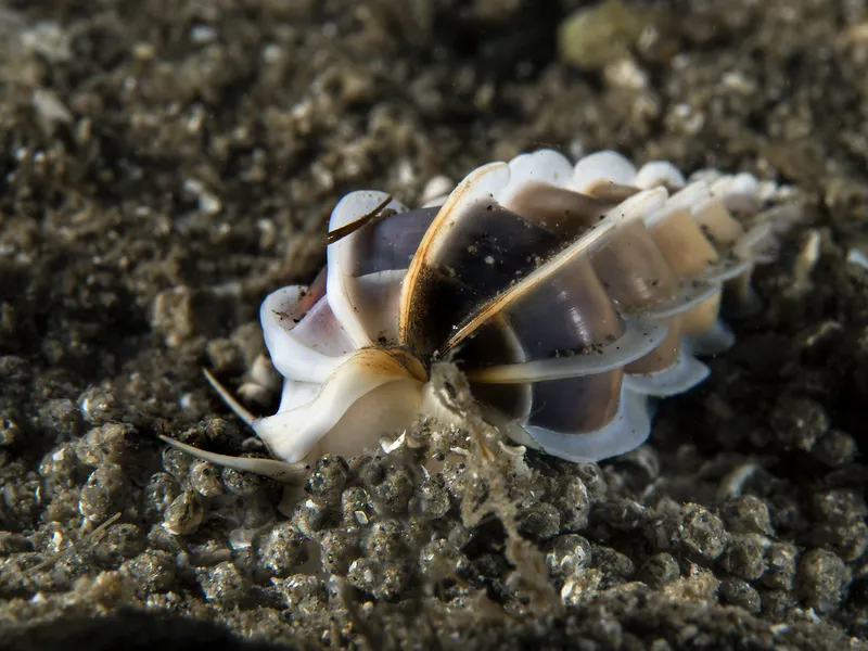 The Gastropod Mollusk Gyroscala lamellosa while laying its eggs on a ...