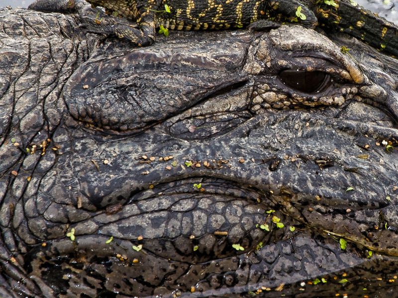 Alligator Love | Smithsonian Photo Contest | Smithsonian Magazine