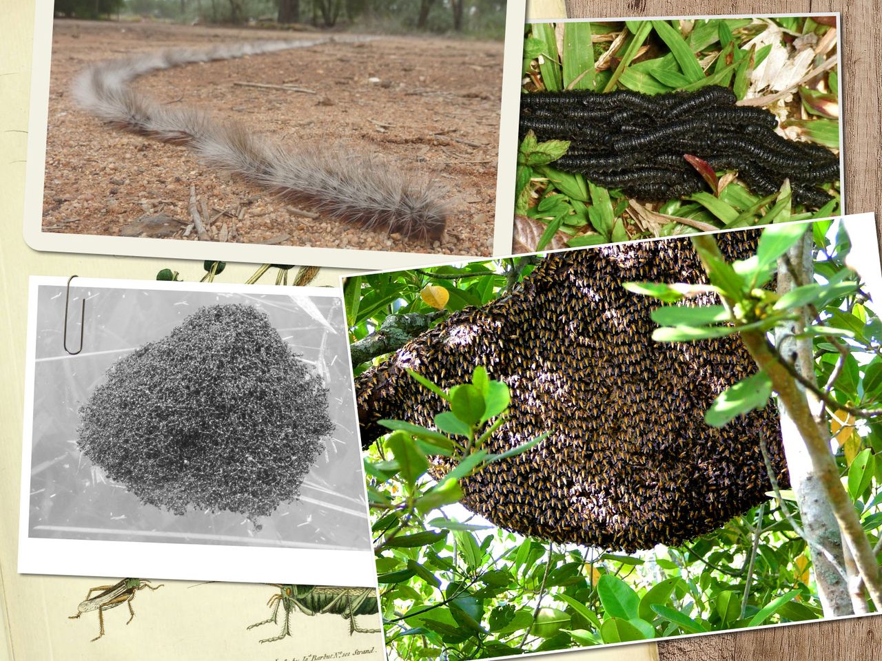 why do insects swarm