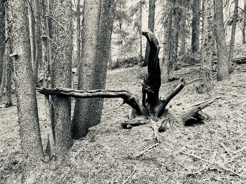Pointing tree | Smithsonian Photo Contest | Smithsonian Magazine