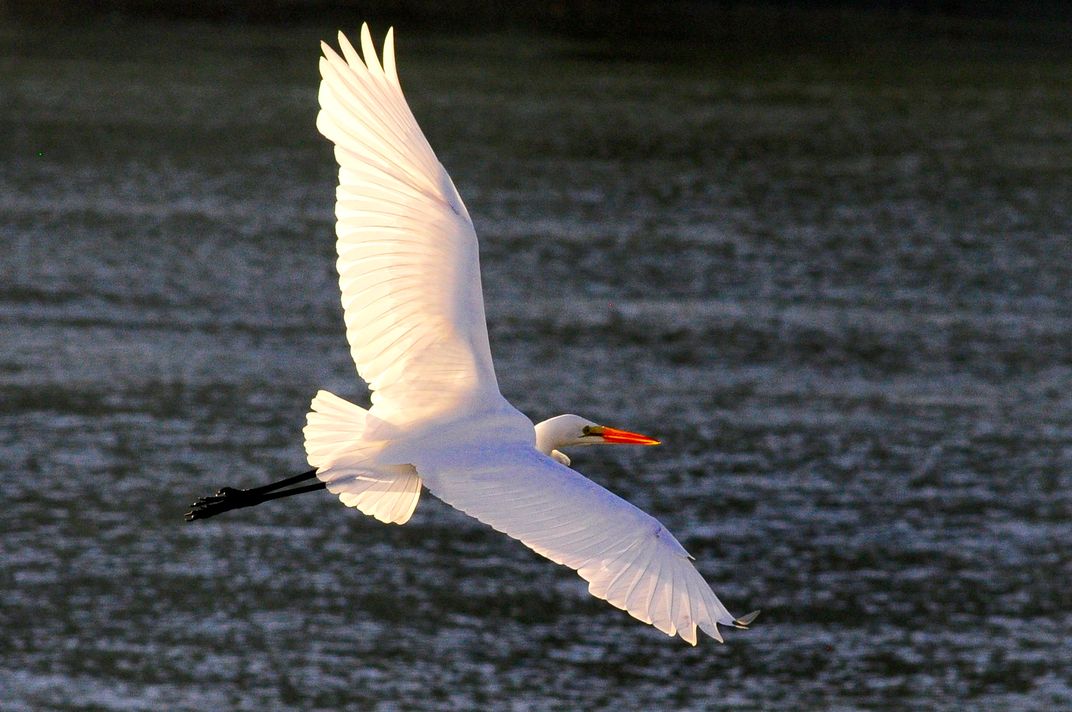 A Great White Egret taking off at sunrise | Smithsonian Photo Contest ...
