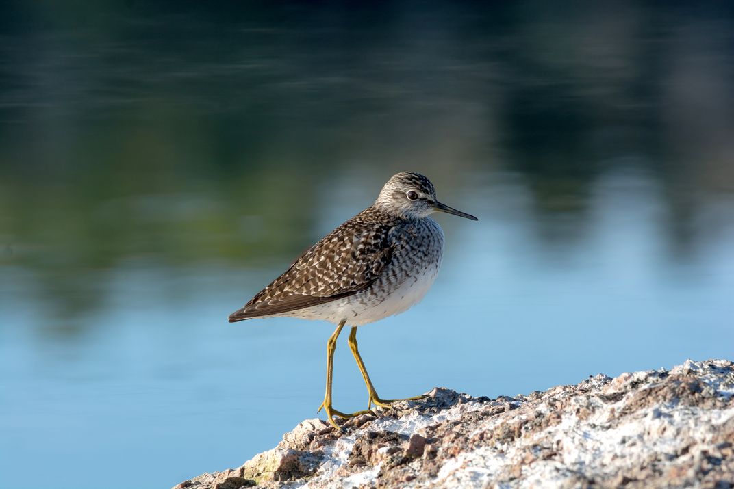 Wood sandpiper | Smithsonian Photo Contest | Smithsonian Magazine