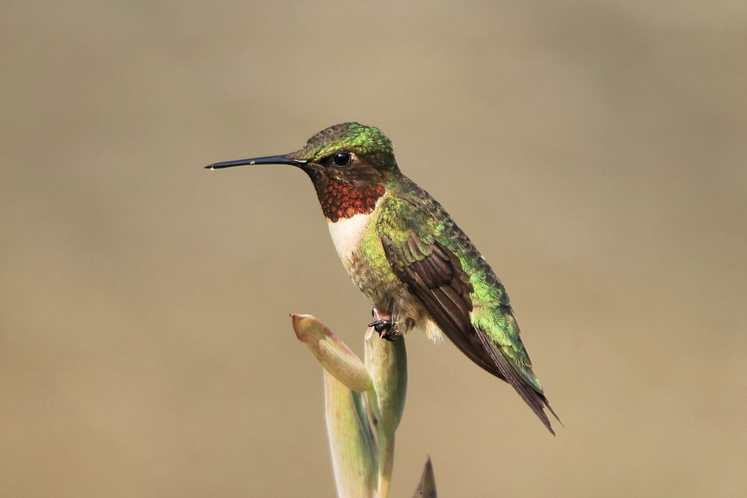 Male Ruby-Throated Hummingbird | Smithsonian Photo Contest ...