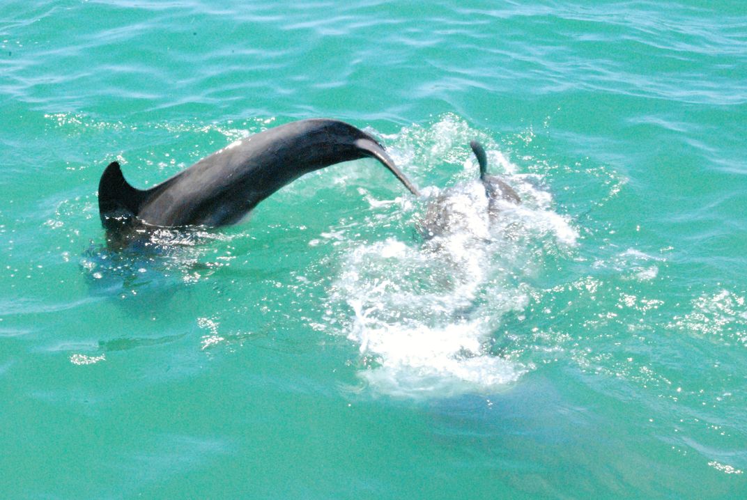 Frisky dolphins in Naples, Florida | Smithsonian Photo Contest ...