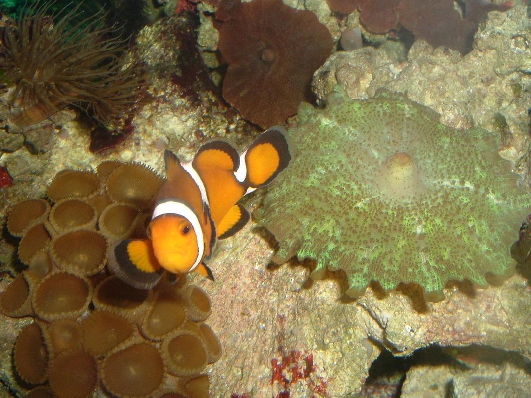Saltwater aquarium Reef Tank.Clown Fish (Nemo) | Smithsonian Photo ...