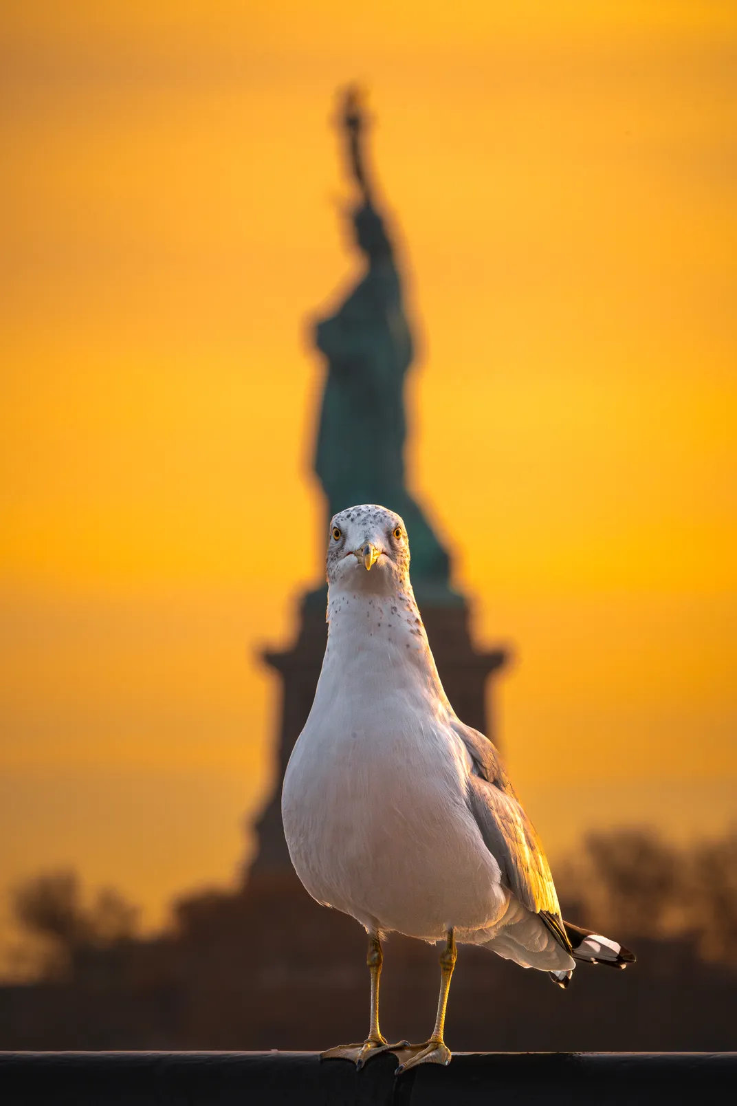 Seagull Sentinel | Smithsonian Photo Contest | Smithsonian Magazine