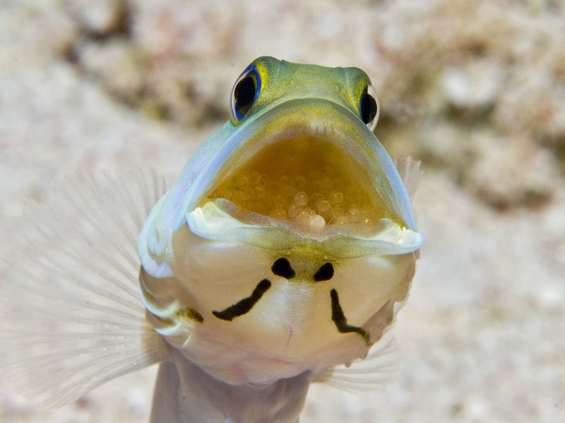 A little (3-inch) male Yellowhead Jawfish incubating the eggs that the ...