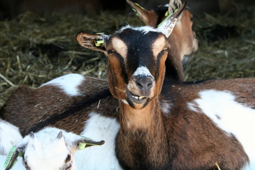 goat smiling