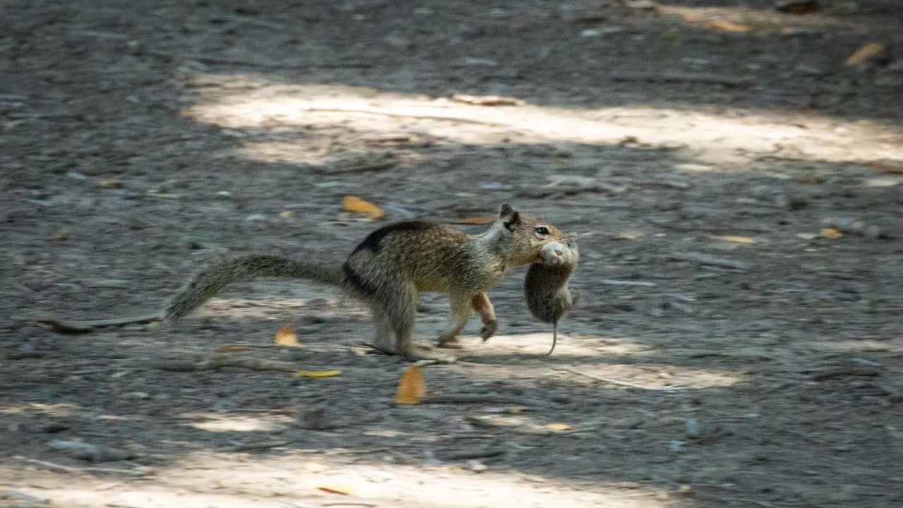 squirrel getting shocked