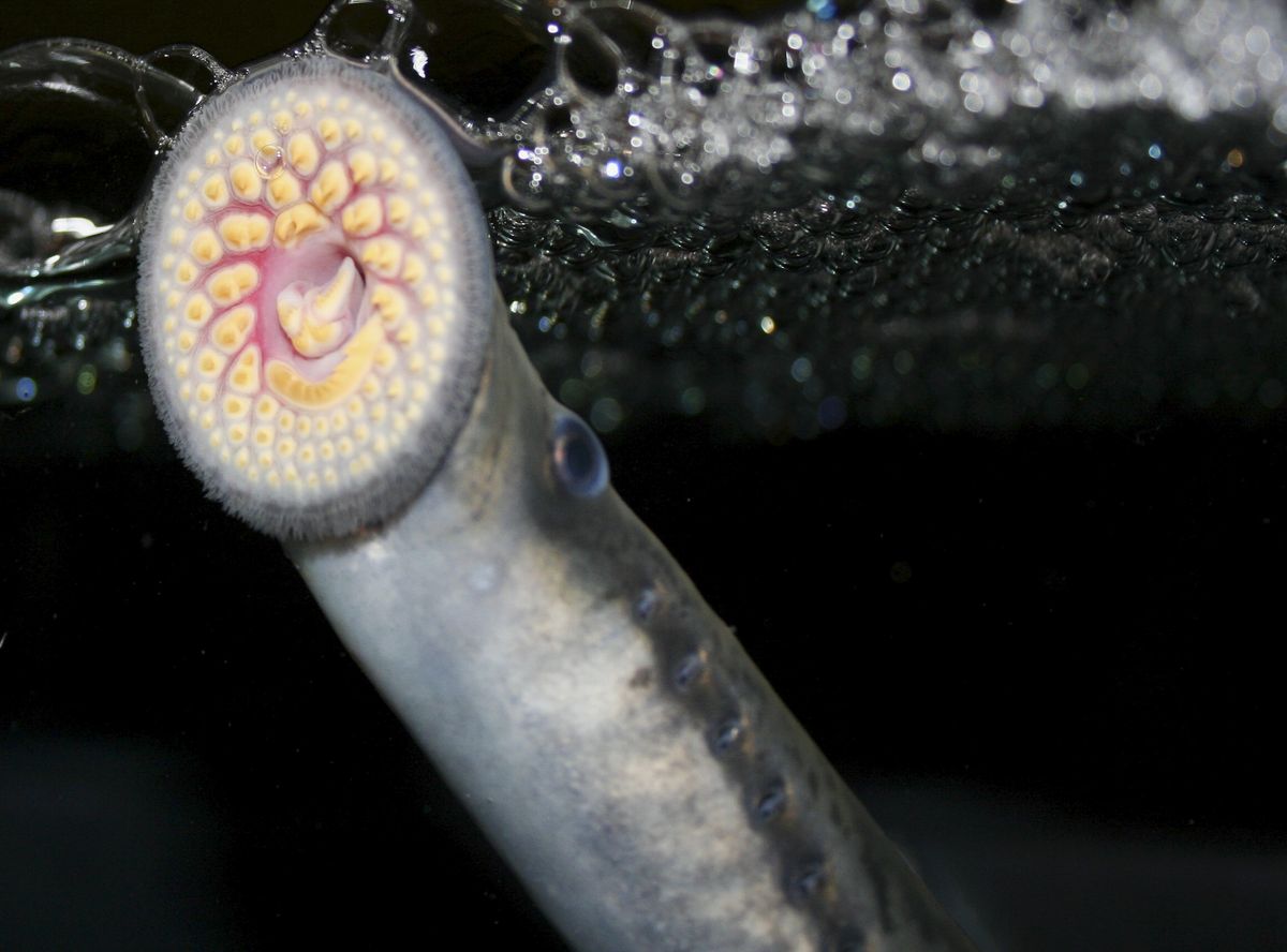 sea lamprey attack