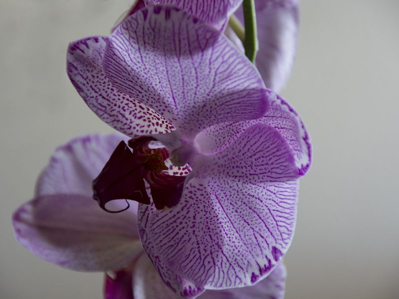 A close-up of a deep purple Orchid, with the light shining through the ...