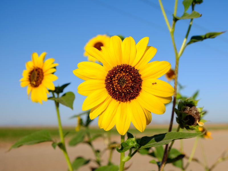 Wild sunflower in the Arizona Desert | Smithsonian Photo Contest ...