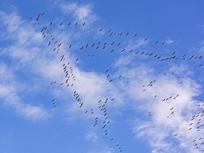 White Stork Fall Migration | Smithsonian Photo Contest | Smithsonian ...