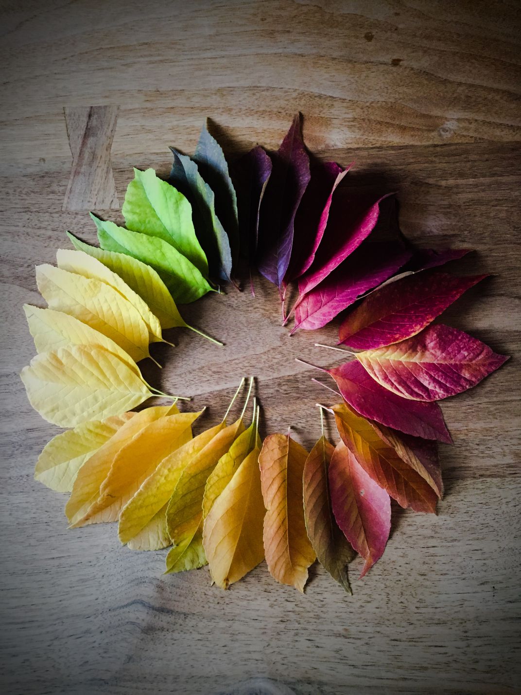 Leaves from a single changing ash tree, Louisville, Colorado ...