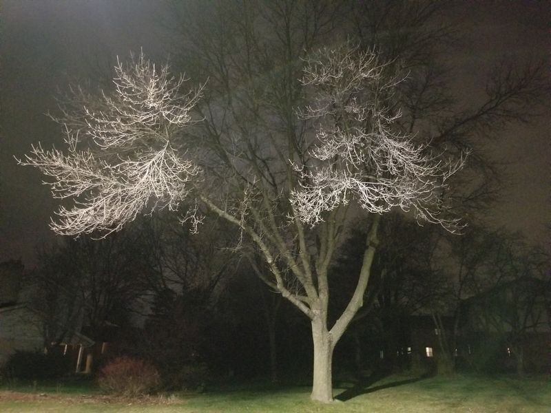 Ghost tree. | Smithsonian Photo Contest | Smithsonian Magazine
