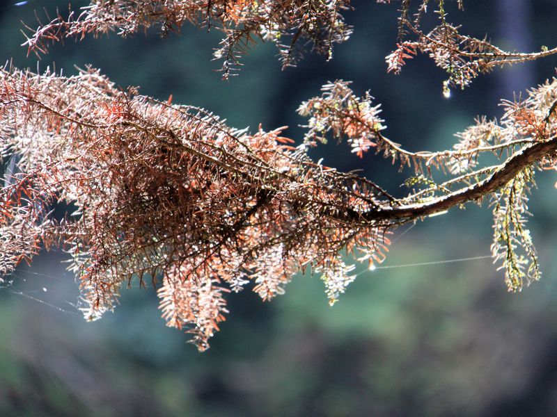 nature crying | Smithsonian Photo Contest | Smithsonian Magazine