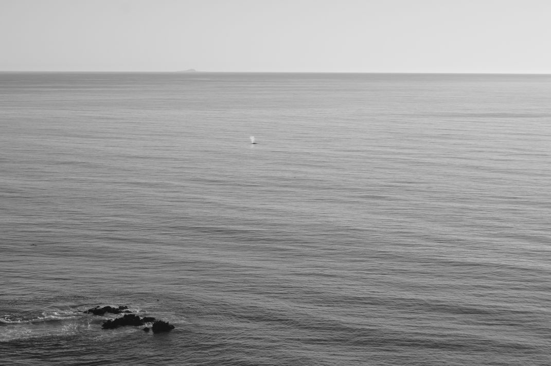 Lonely Whale | Smithsonian Photo Contest | Smithsonian Magazine