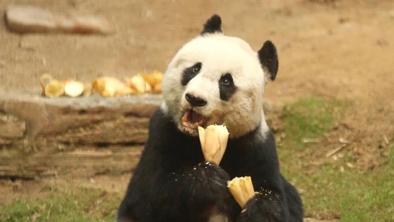 oldest panda