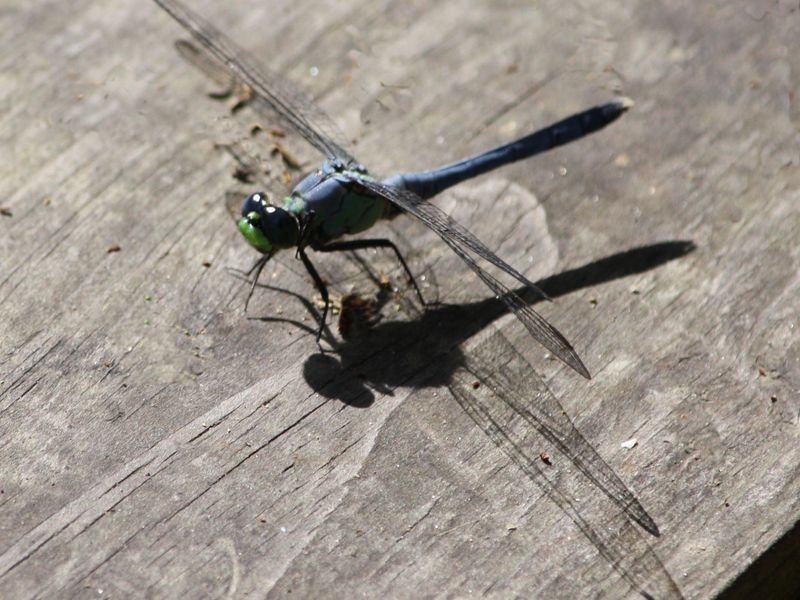 Dragonfly Shadow | Smithsonian Photo Contest | Smithsonian Magazine