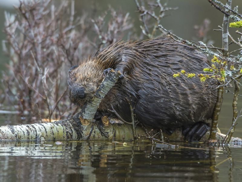 Gnawing Beaver | Smithsonian Photo Contest | Smithsonian Magazine