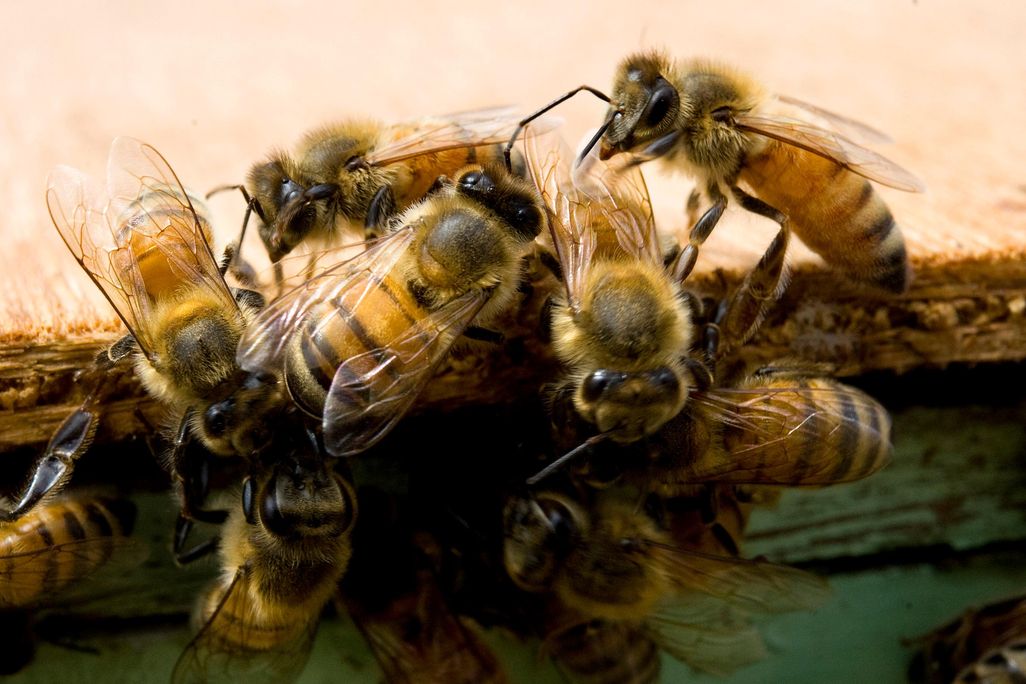 How a Stinging Swarm of Bees Can Save a Life
