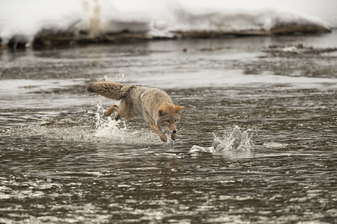 Fishing Coyote Style | Smithsonian Photo Contest | Smithsonian Magazine