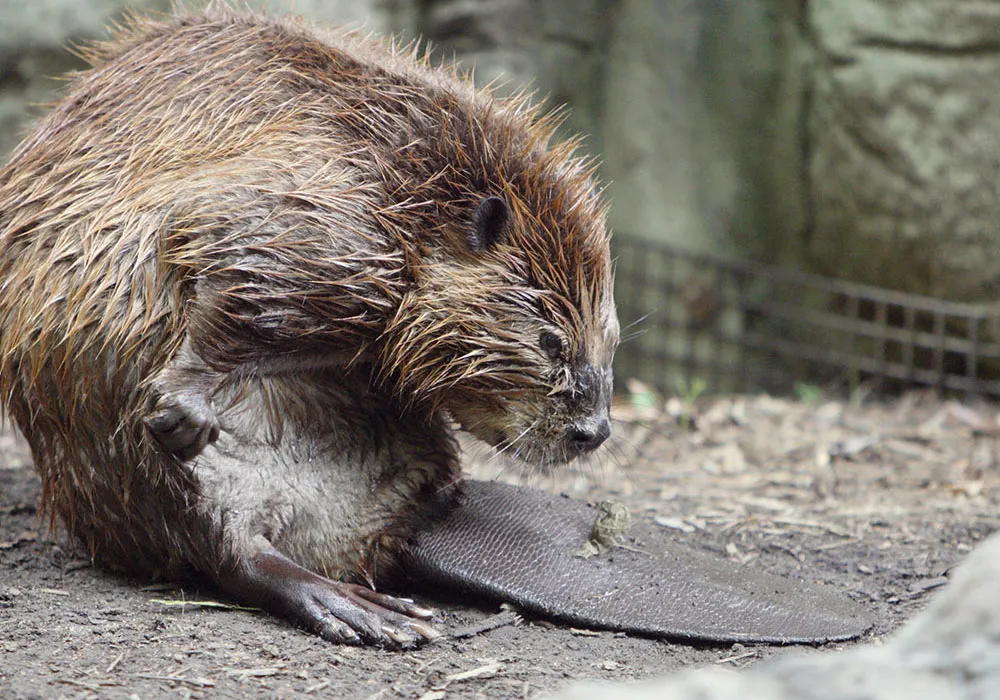 9 Fascinating Facts About North America’s Master Builder, the Beaver ...