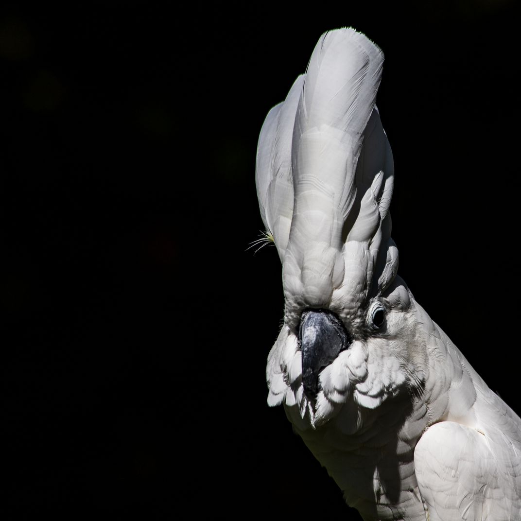 Cockatoo | Smithsonian Photo Contest | Smithsonian Magazine