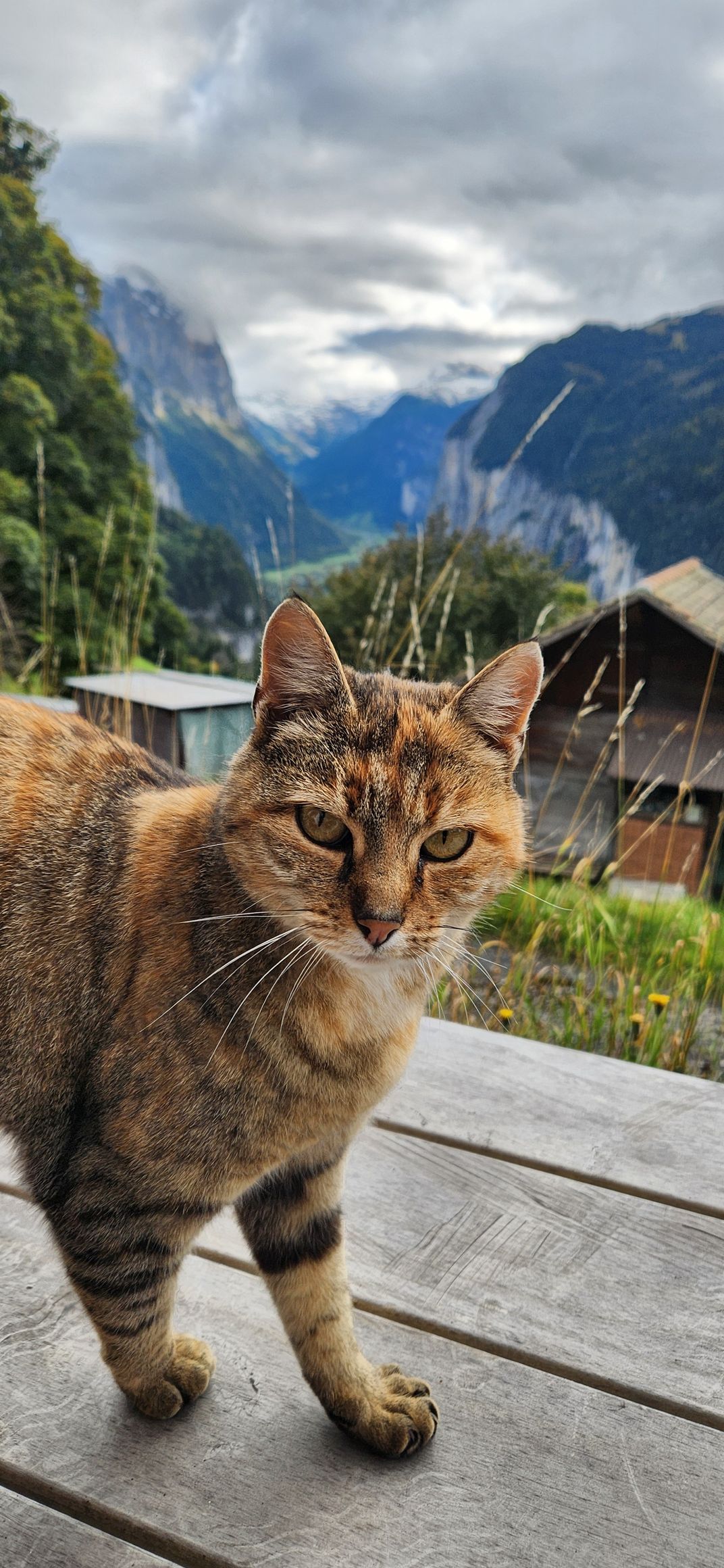 Unimpressed Swiss Cat | Smithsonian Photo Contest | Smithsonian Magazine